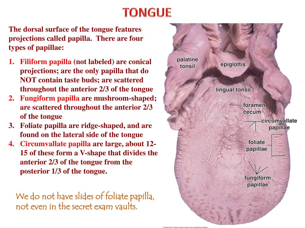 PPT - Oral Cavity: Tongue, Salivary Glands Digital Laboratory ...