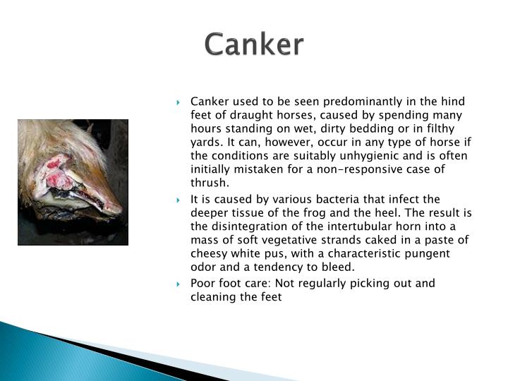 PPT - The Horse Hoof PowerPoint Presentation - ID:2360231