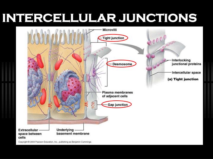 PPT - TISSUES PowerPoint Presentation - ID:2360353