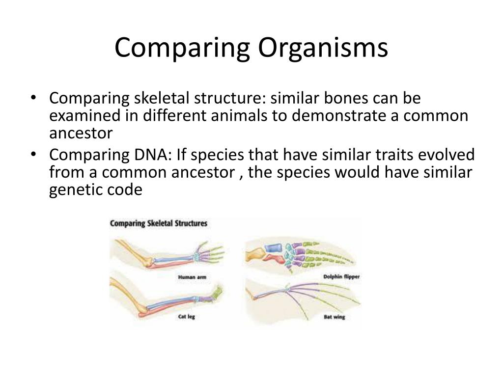 PPT - Chapter 5 and 6 Evolution of Living Things & History of Life on ...