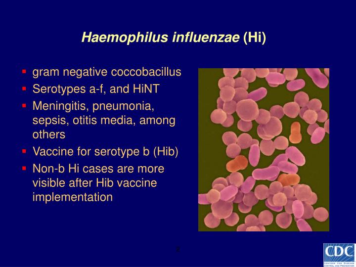 PPT - Overview of Haemophilus influenzae and related bacteria ...
