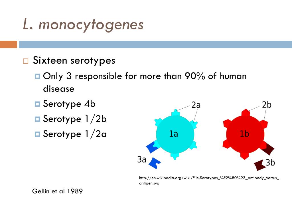 PPT - Listeria monocytogenes and listeriosis PowerPoint Presentation ...