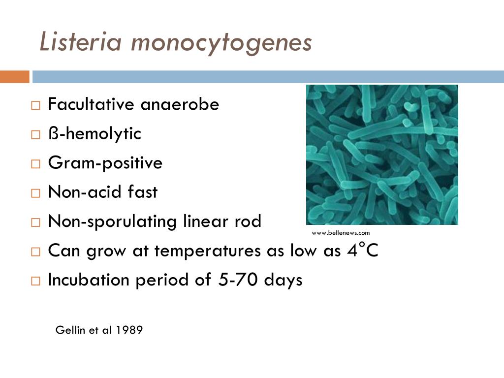 PPT - Listeria monocytogenes and listeriosis PowerPoint Presentation ...