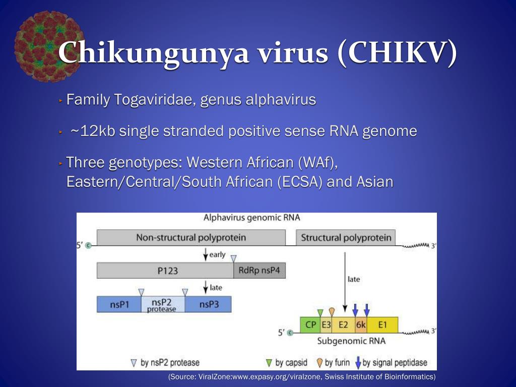 PPT - Invasion, expansion and maintenance of Dengue & Chikungunya ...