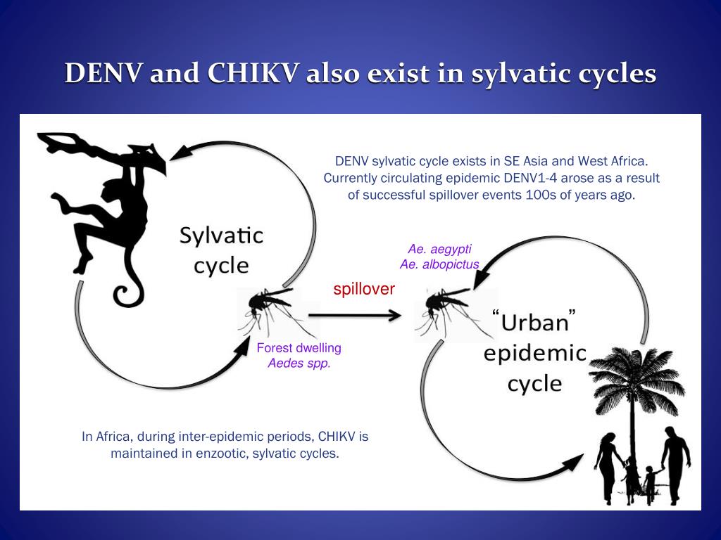 PPT - Invasion, expansion and maintenance of Dengue & Chikungunya ...