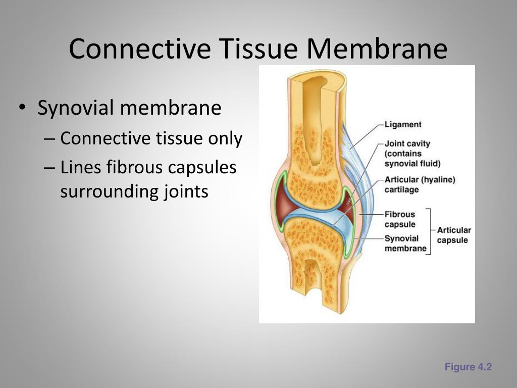 PPT - Skin and Body Membranes PowerPoint Presentation, free download ...