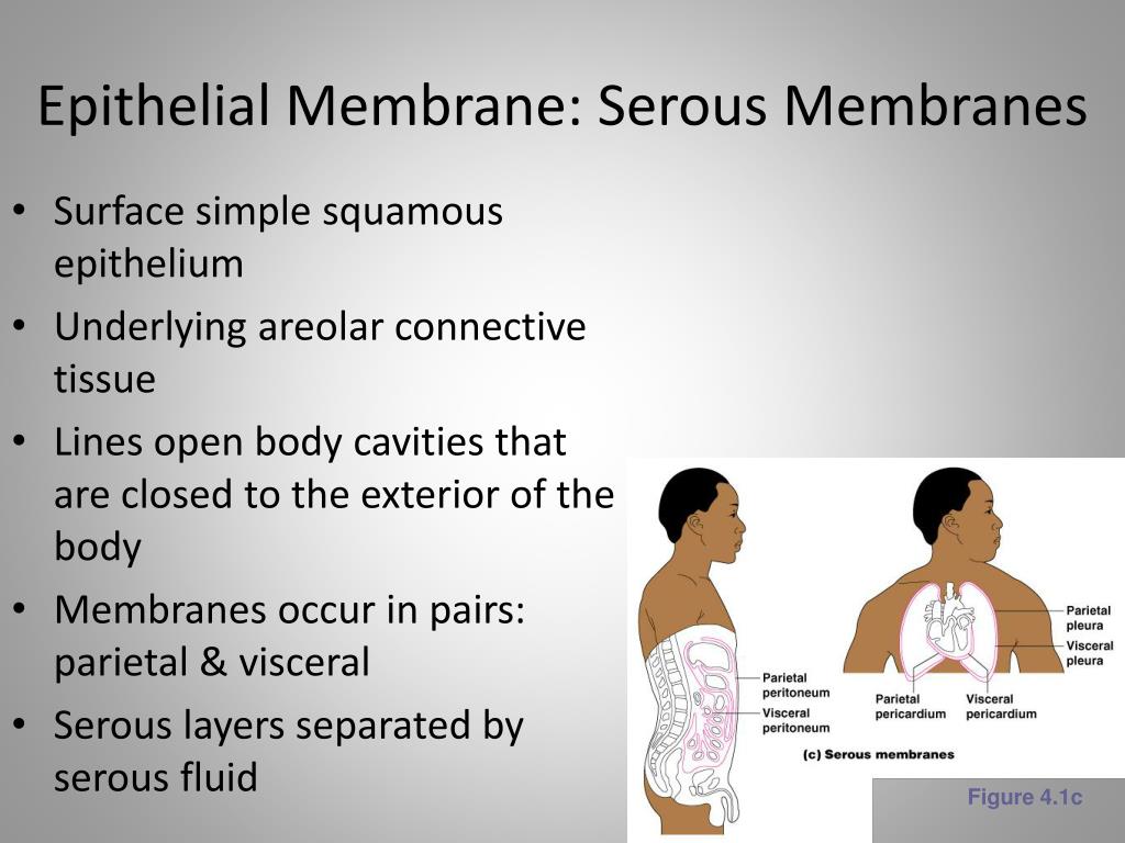PPT - Skin and Body Membranes PowerPoint Presentation, free download ...
