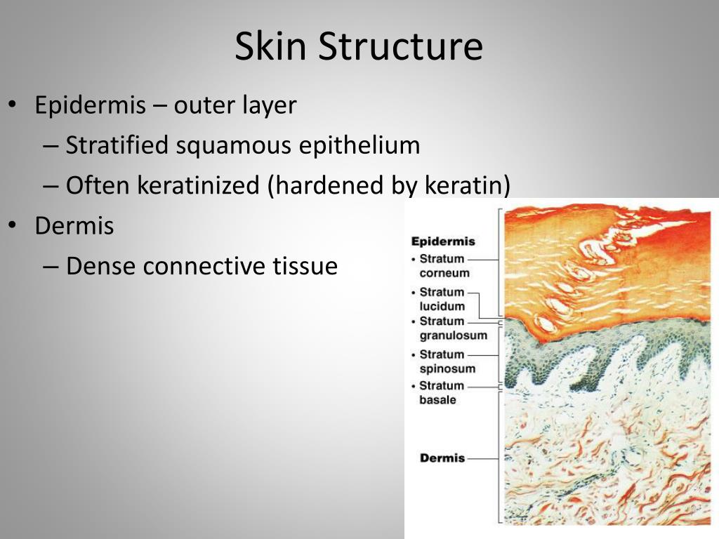PPT - Skin and Body Membranes PowerPoint Presentation, free download ...