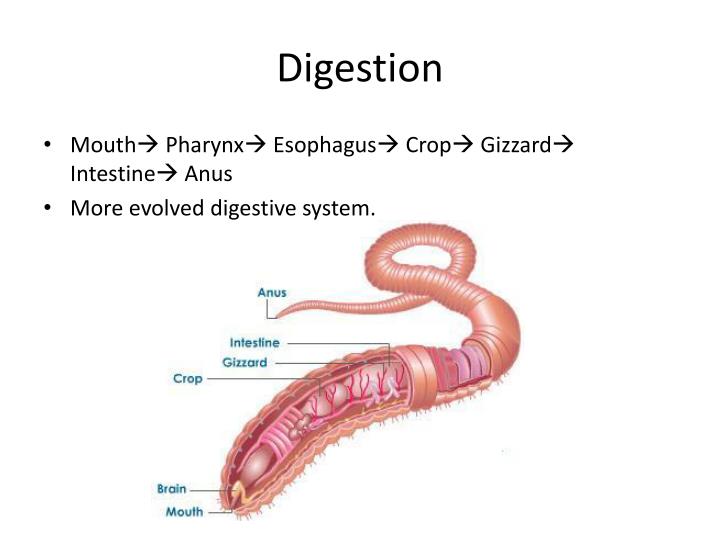 PPT - Phylum Annelida (segmented worms) PowerPoint Presentation - ID ...