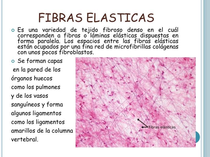 PPT - TEJIDO CONECTIVO PowerPoint Presentation - ID:2360862