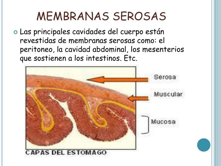PPT - TEJIDO CONECTIVO PowerPoint Presentation - ID:2360862