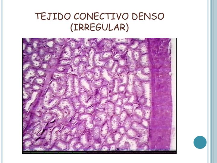PPT - TEJIDO CONECTIVO PowerPoint Presentation - ID:2360862