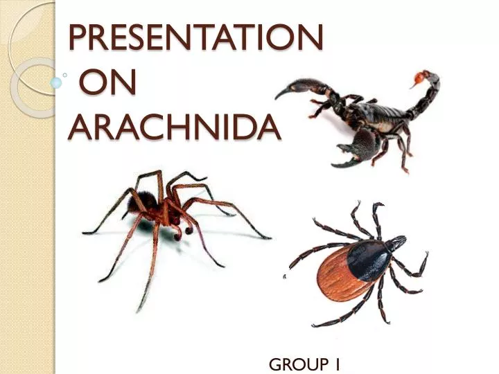 Arachnids Timeline