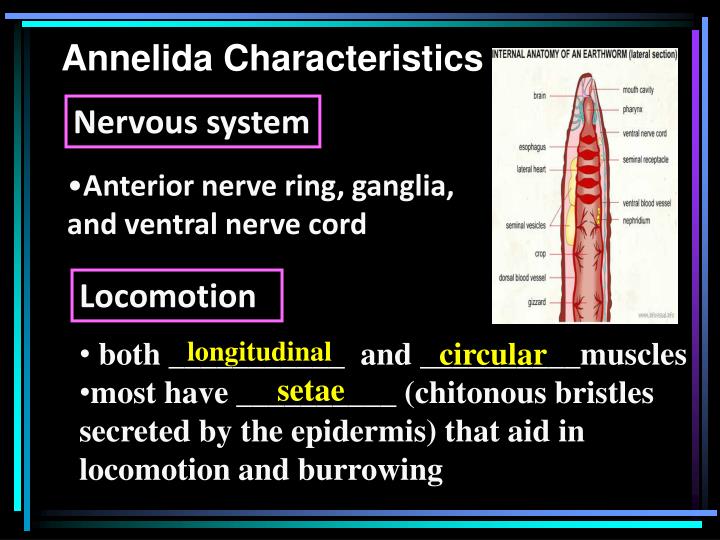 PPT - Phylum Annelida PowerPoint Presentation - ID:2361384