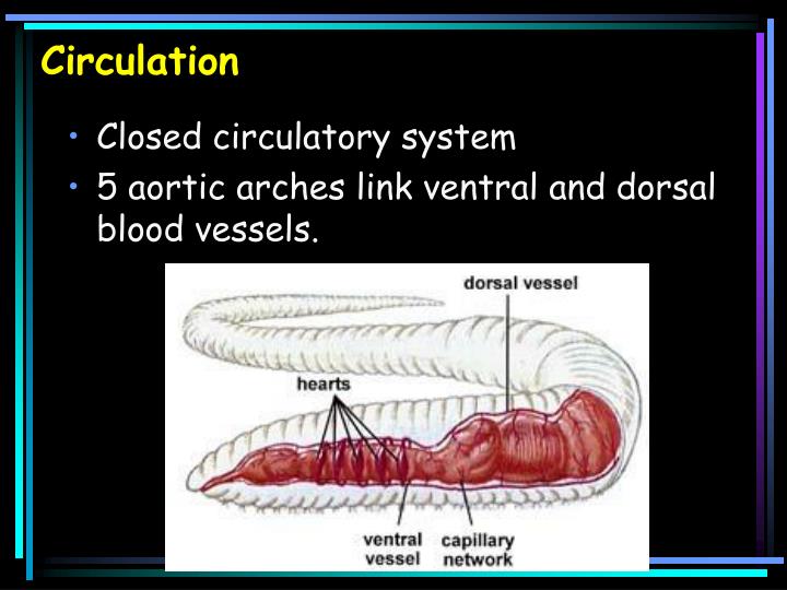 PPT - Phylum Annelida PowerPoint Presentation - ID:2361384