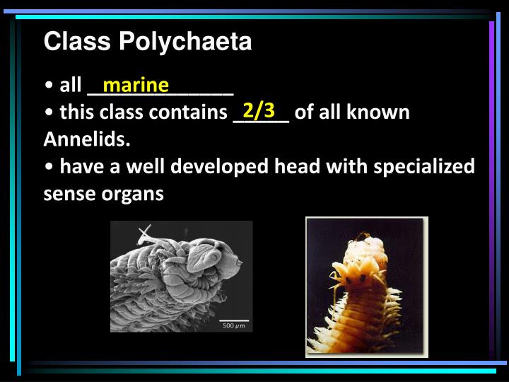 PPT - Phylum Annelida PowerPoint Presentation - ID:2361384