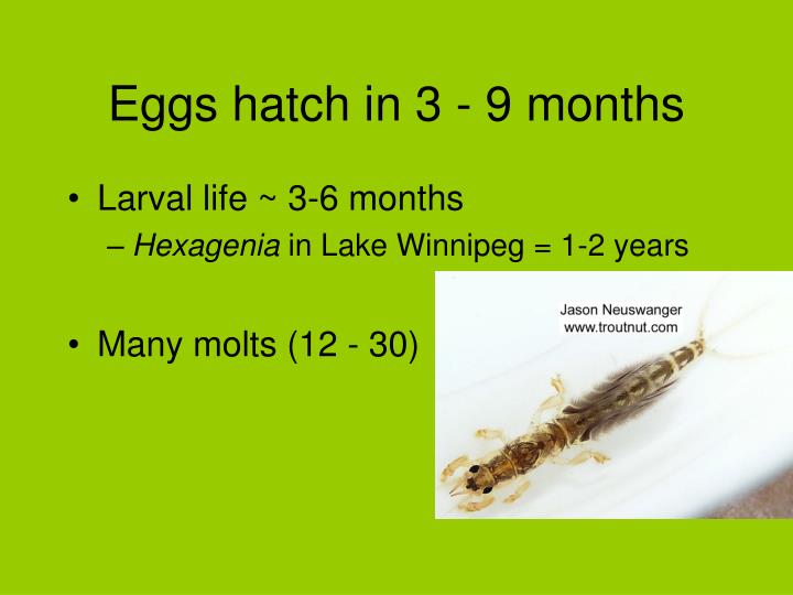 PPT - Ephemeroptera - mayflies PowerPoint Presentation - ID:2361445