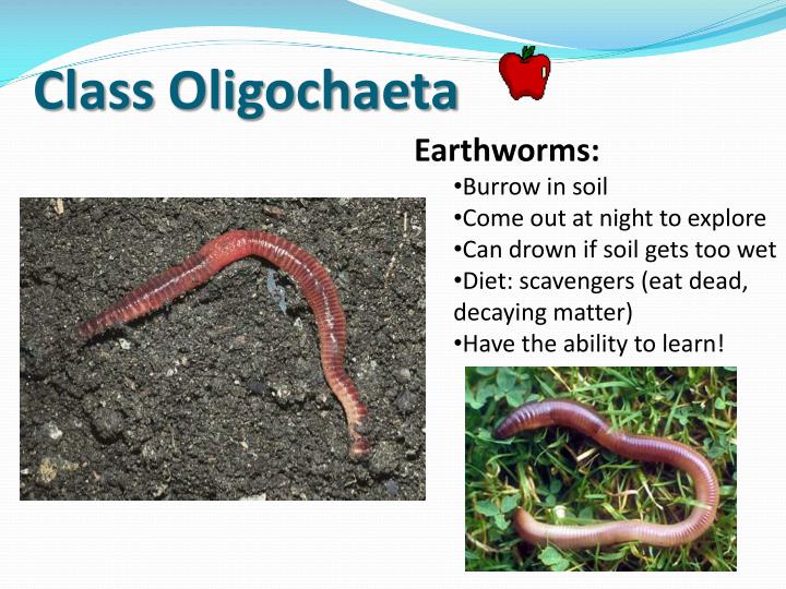 PPT - Phylum Annelida PowerPoint Presentation - ID:2361538