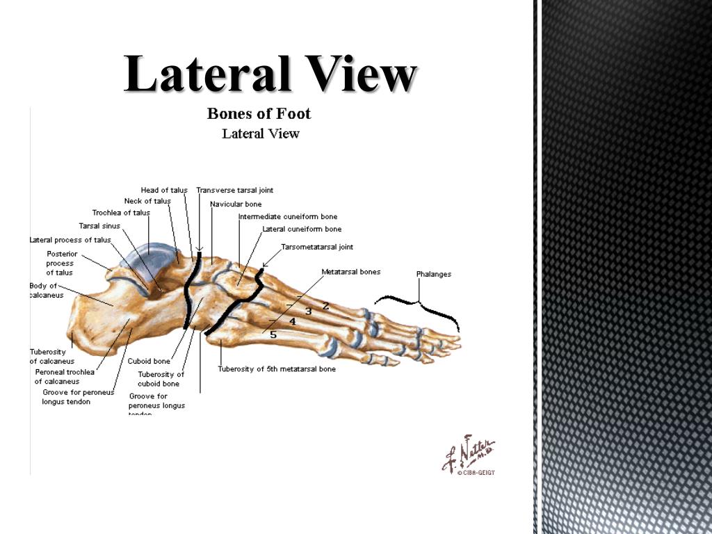 PPT - Anatomy of The Foot & Ankle PowerPoint Presentation, free ...