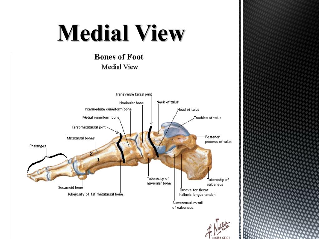 PPT - Anatomy of The Foot & Ankle PowerPoint Presentation, free ...