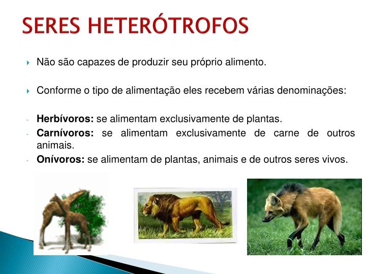 10 Caracteristicas De Los Organismos Heterotrofos Images