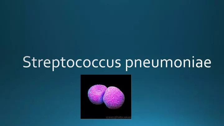 PPT - Streptococcus pneumoniae PowerPoint Presentation, free download ...