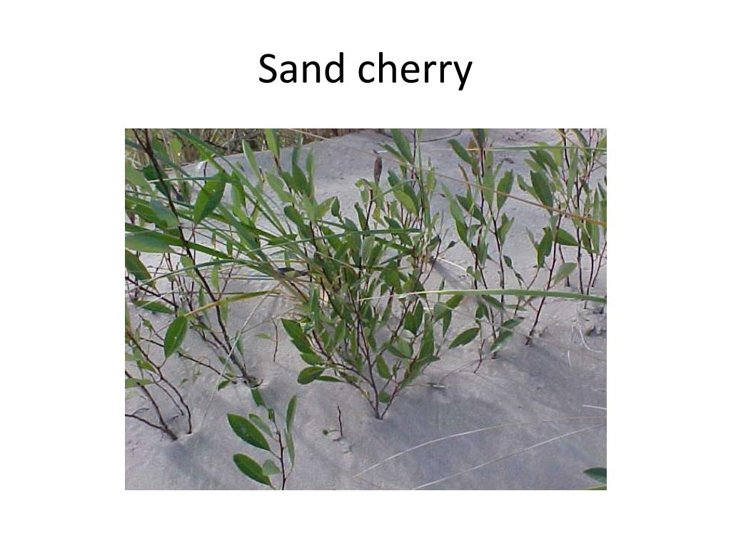 PPT - Morton Arboretum and Indiana Dunes pictures PowerPoint ...