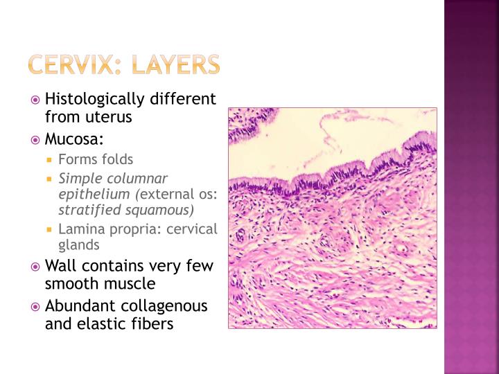 PPT - FEMALE REPRODUCTIVE SYSTEM PowerPoint Presentation - ID:2361953