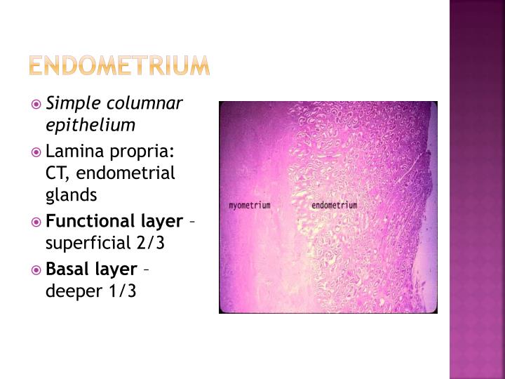 PPT - FEMALE REPRODUCTIVE SYSTEM PowerPoint Presentation - ID:2361953