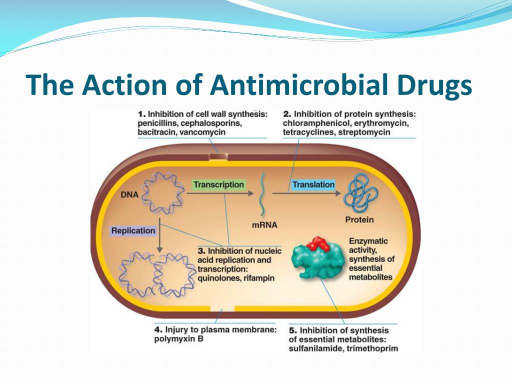 Ppt Antimicrobial Drugs Powerpoint Presentation Free Download Id