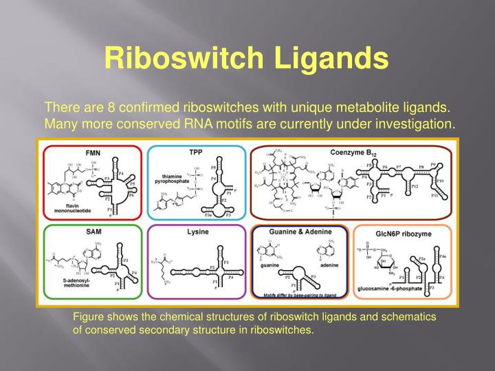 PPT - Riboswitch Regulation of Gene Expression PowerPoint Presentation ...