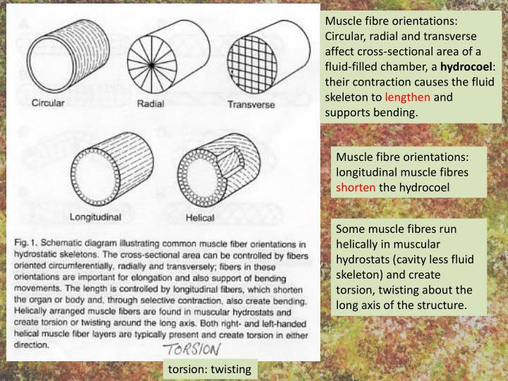 PPT - Lecture 6 Fluid as skeleton: hydrostatic, hydraulic skeletons and ...