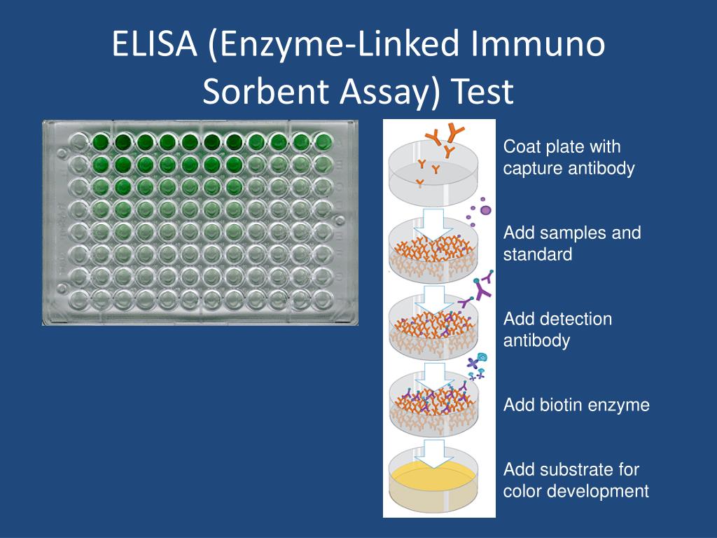 PPT - Inhibition of Cancer cells by Iressa, an EGFR Tyrosine Kinase ...