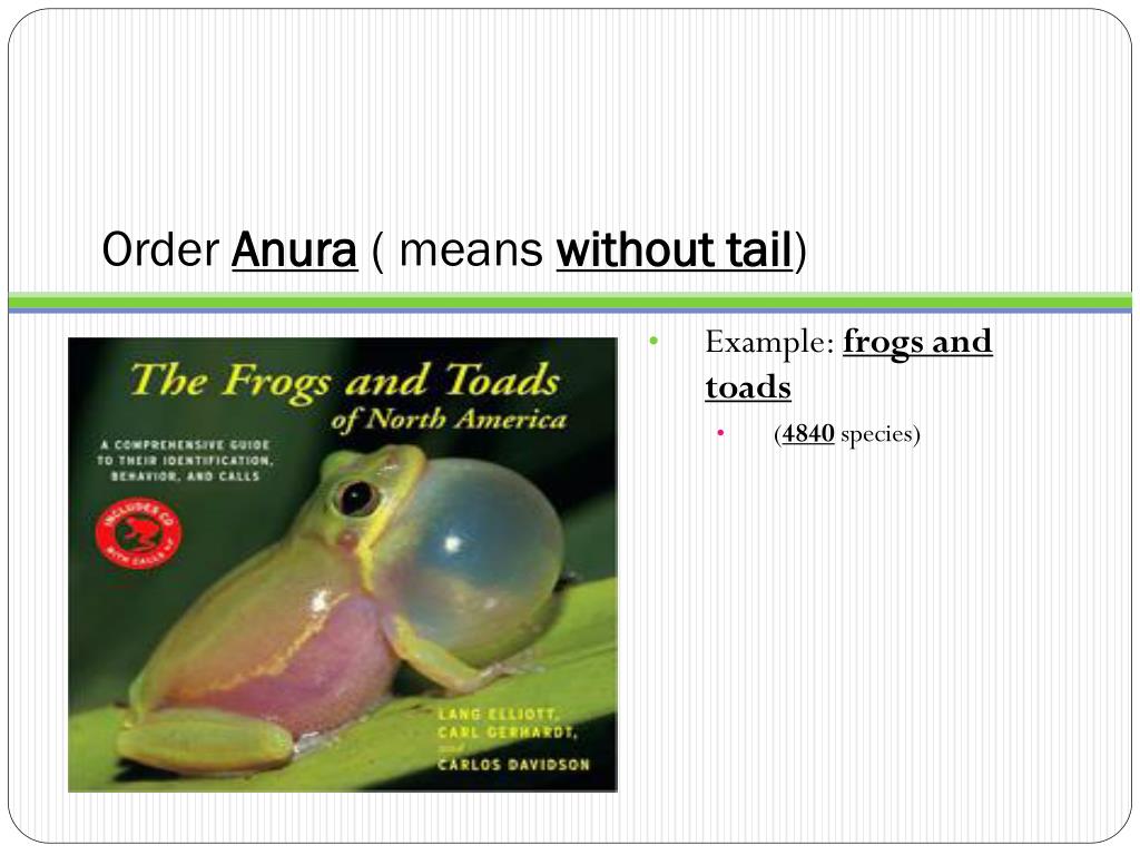 PPT - Amphibians Zoology Wakefield – 2011-2012 PowerPoint Presentation ...