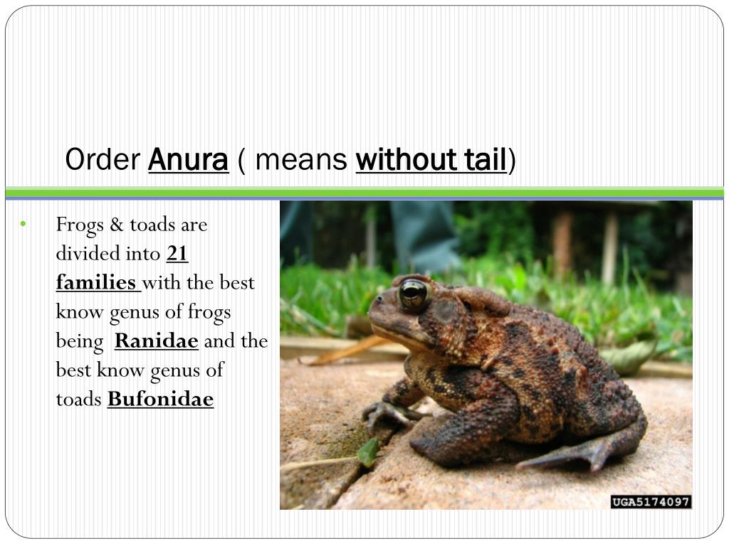 PPT - Amphibians Zoology Wakefield – 2011-2012 PowerPoint Presentation ...