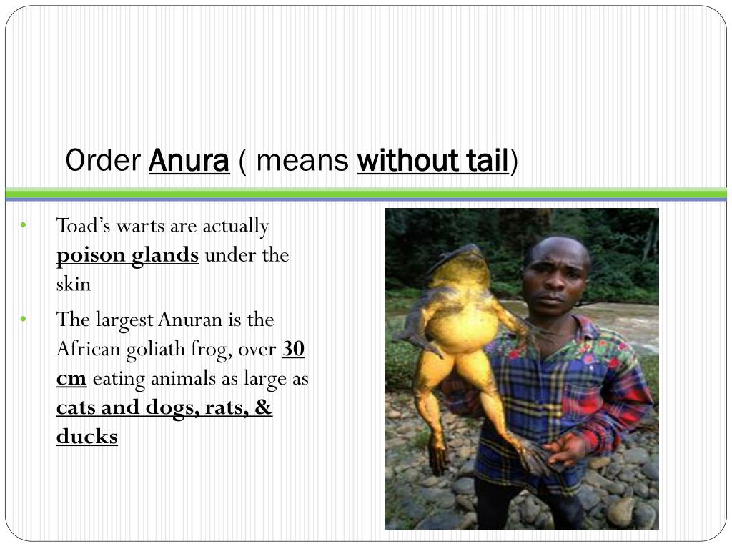 PPT - Amphibians Zoology Wakefield – 2011-2012 PowerPoint Presentation ...