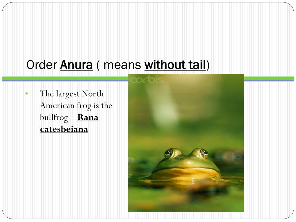 PPT - Amphibians Zoology Wakefield – 2011-2012 PowerPoint Presentation ...