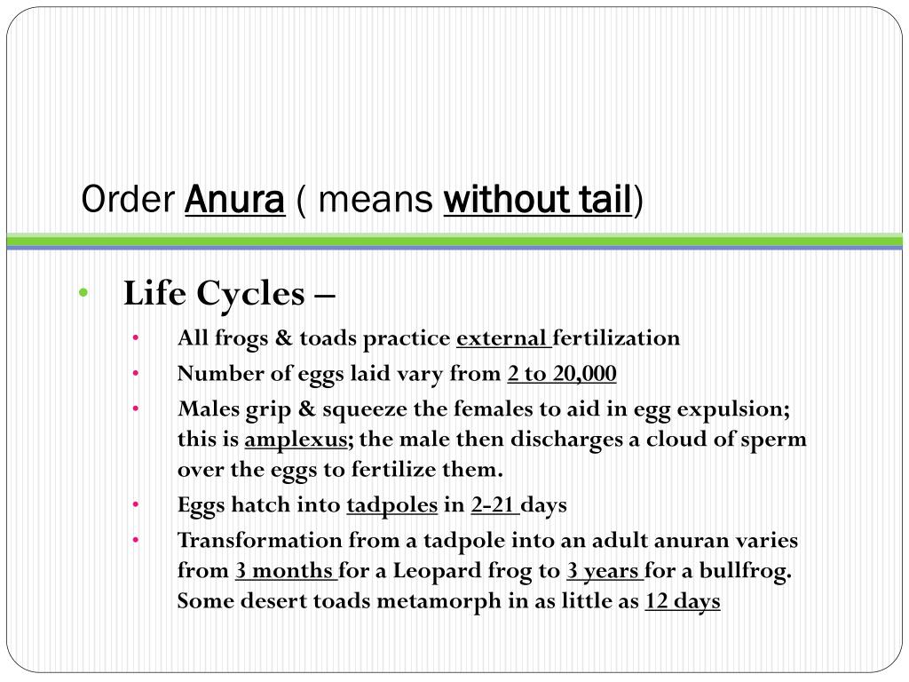 PPT - Amphibians Zoology Wakefield – 2011-2012 PowerPoint Presentation ...