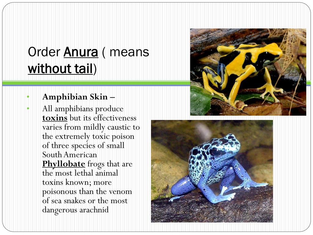 PPT - Amphibians Zoology Wakefield – 2011-2012 PowerPoint Presentation ...