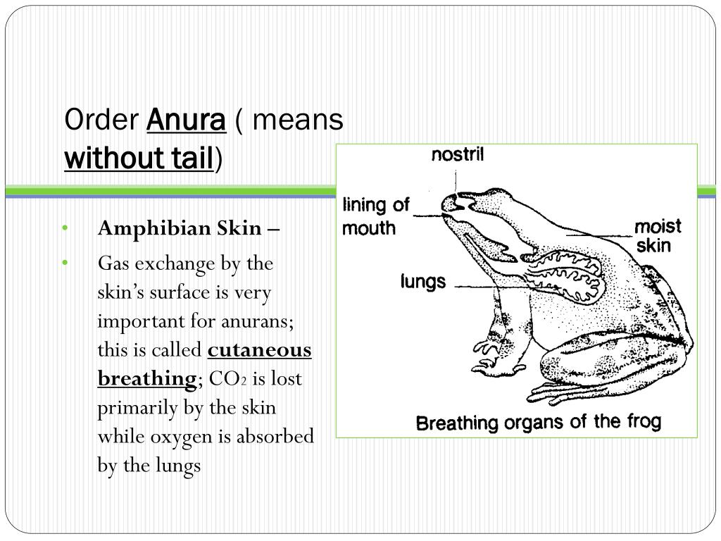 PPT - Amphibians Zoology Wakefield – 2011-2012 PowerPoint Presentation ...