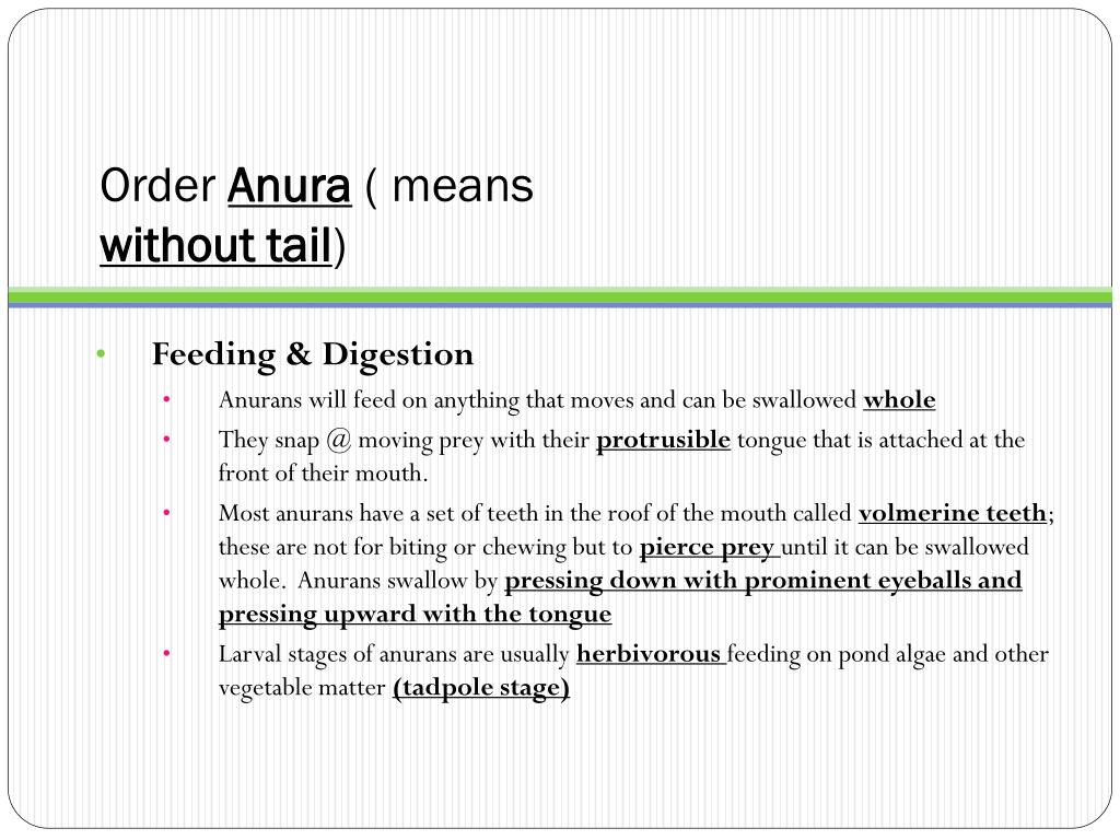 PPT - Amphibians Zoology Wakefield – 2011-2012 PowerPoint Presentation ...