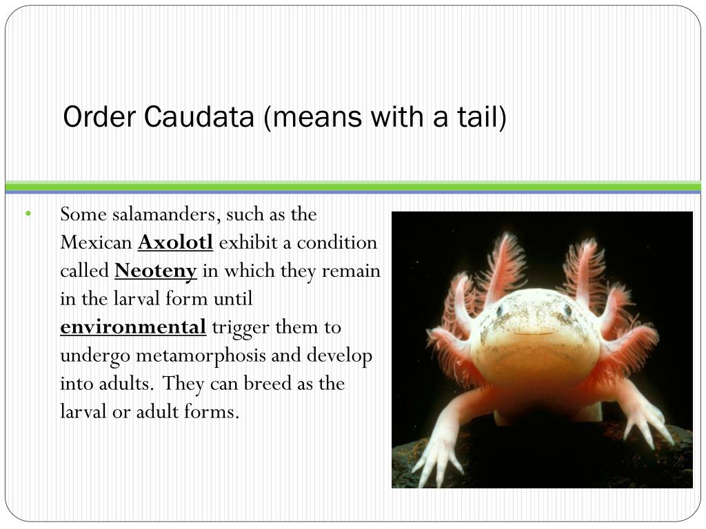 PPT - Amphibians Zoology Wakefield – 2011-2012 PowerPoint Presentation ...