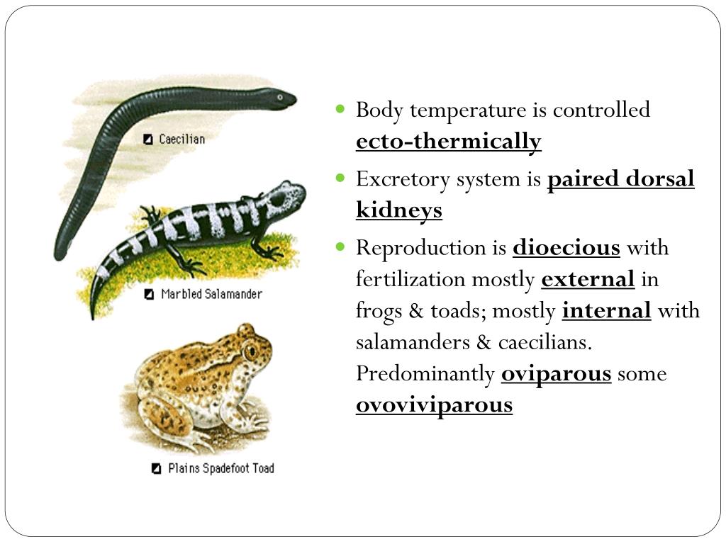 PPT - Amphibians Zoology Wakefield – 2011-2012 PowerPoint Presentation ...