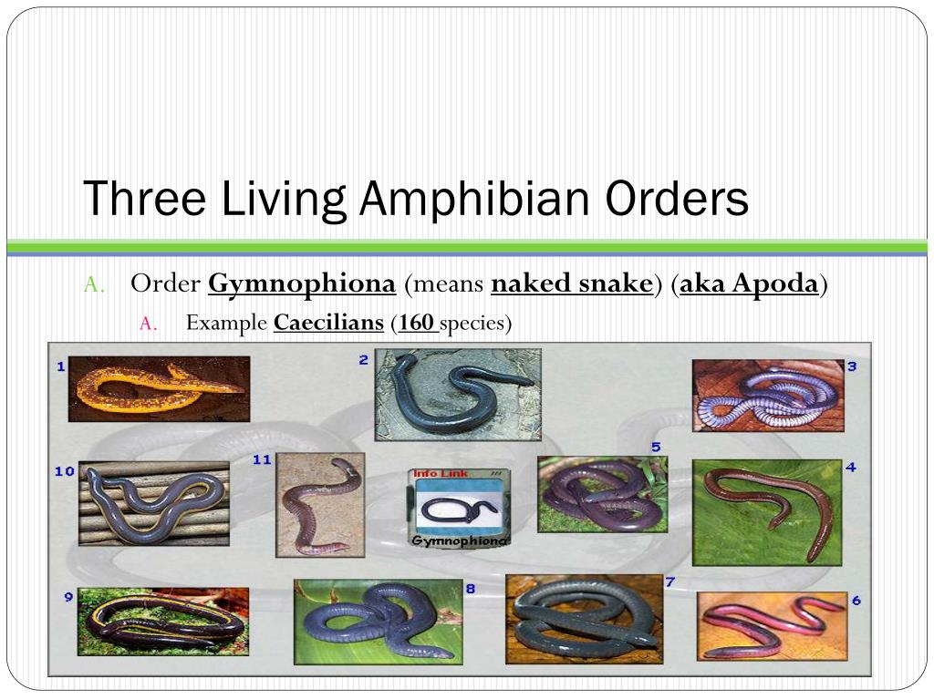 PPT - Amphibians Zoology Wakefield – 2011-2012 PowerPoint Presentation ...