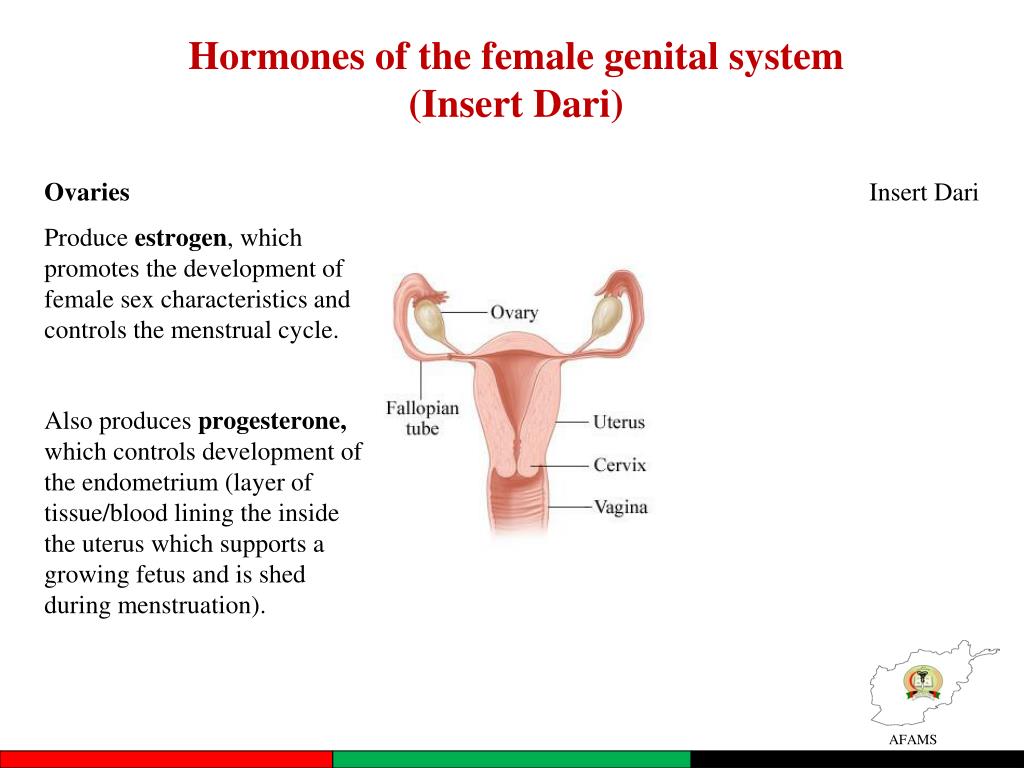 Ppt Genitourinary System And Sex Hormones Powerpoint Presentation