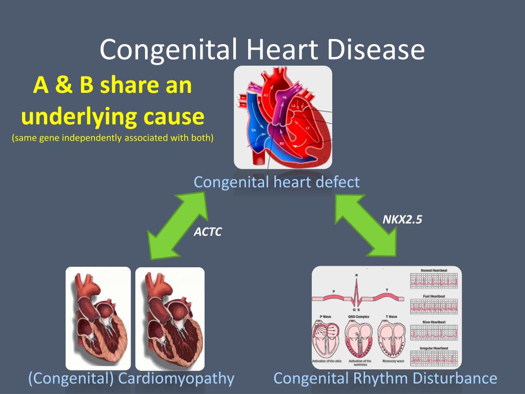 PPT - The Etiology of Human Congenital Heart Defects PowerPoint ...