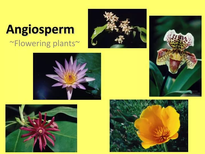 PPT - Angiosperm PowerPoint Presentation, free download - ID:2362847