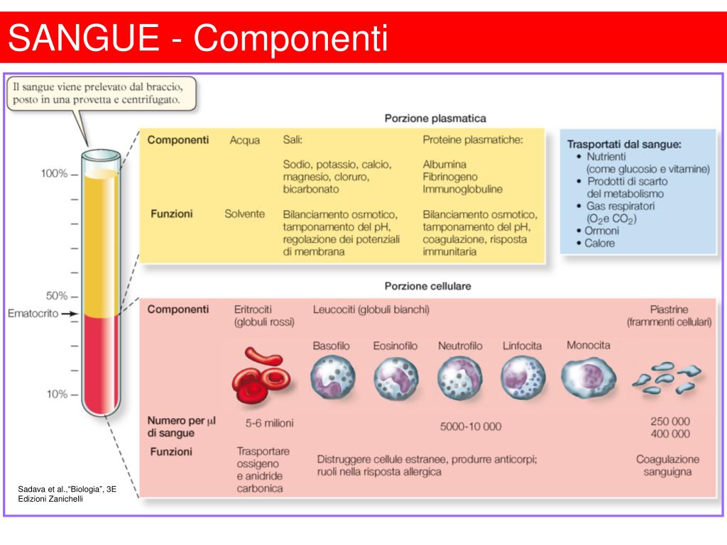 PPT - IL SANGUE E L’EMATOPOIESI PowerPoint Presentation, free download ...