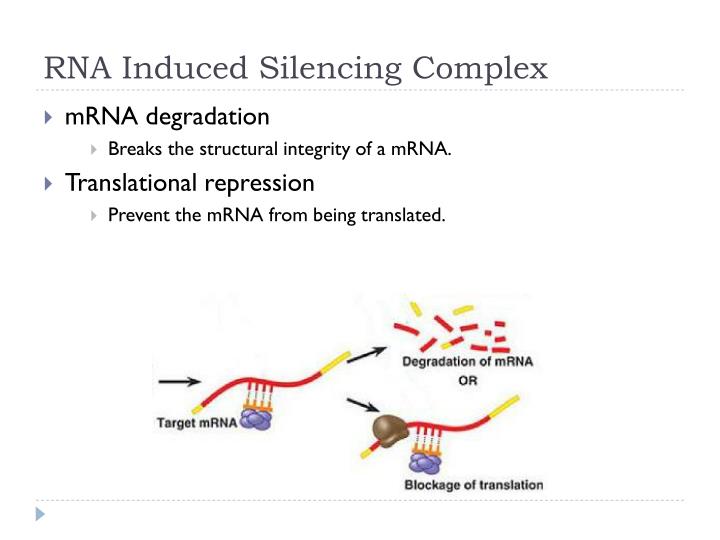 PPT - Improving miRNA Target Genes Prediction PowerPoint Presentation ...