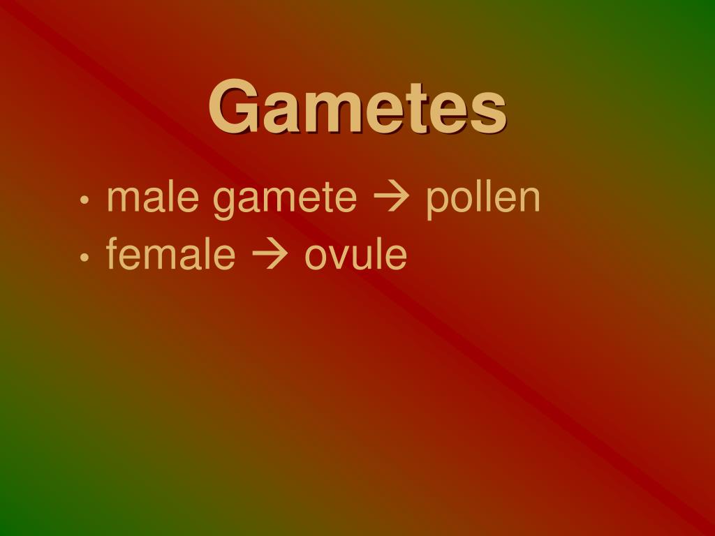 PPT - two parents male gamete female gamete genetic variation ...